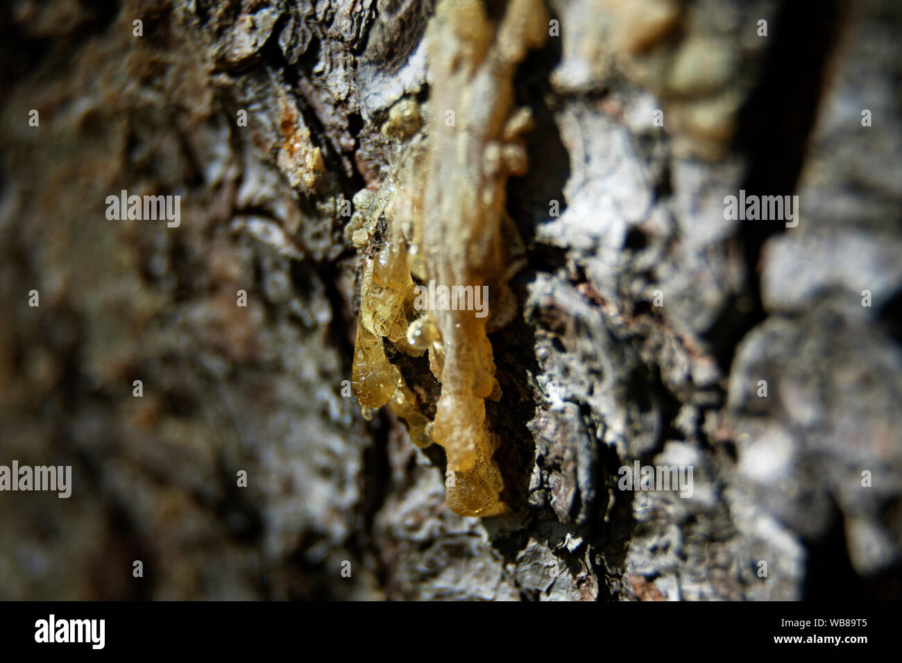 Fossil Tree Resin High Resolution Stock Photography and Images - Alamy