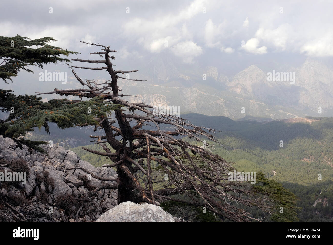 The stumps of dead trees create a living space and a beautiful ...