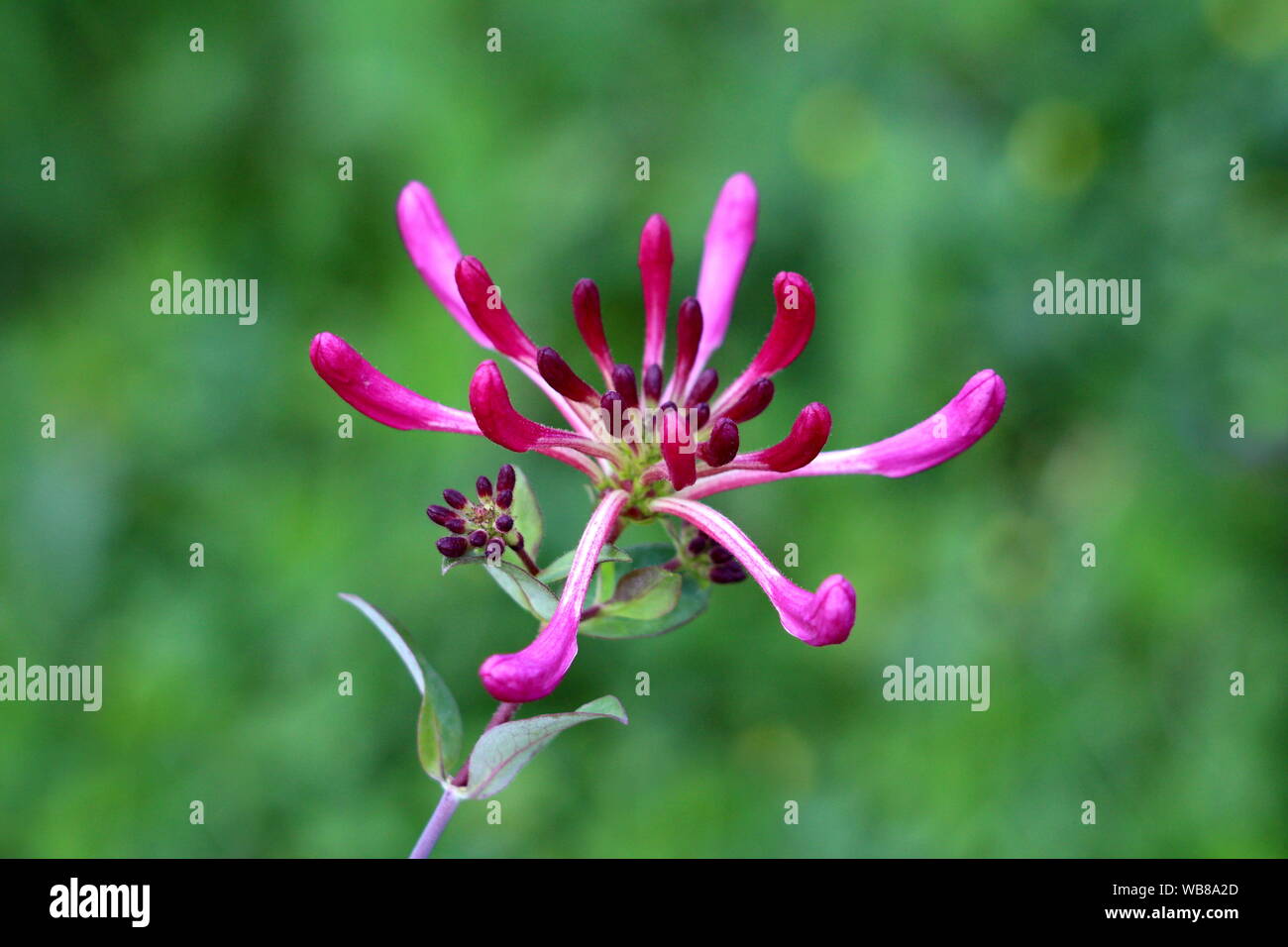 Purple Honeysuckle Flower