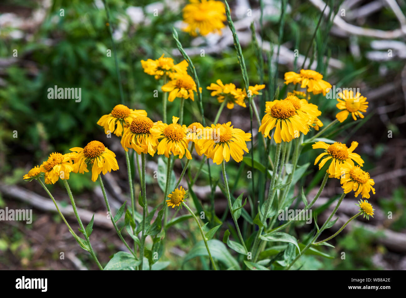 Hymenoxys hoopesii hi-res stock photography and images - Alamy