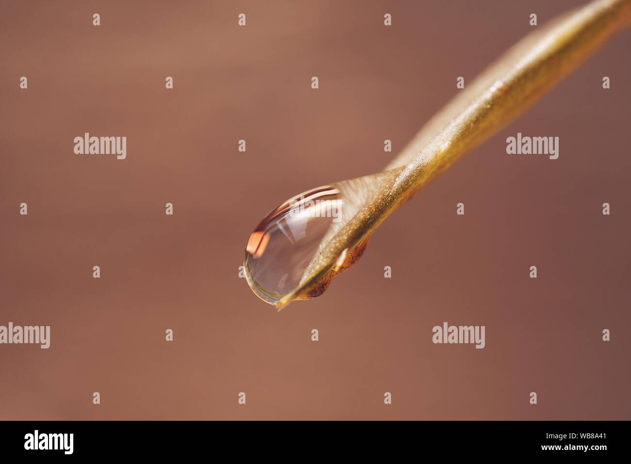 morning nature background with beautiful drop Stock Photo - Alamy