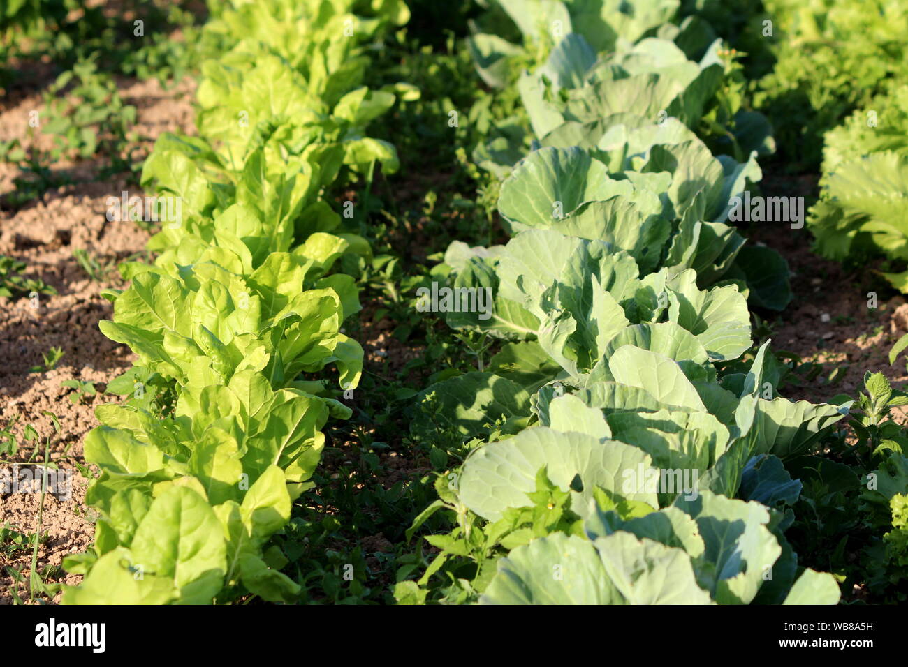 Two rows of densely planted light green Lettuce or Lactuca sativa and ...