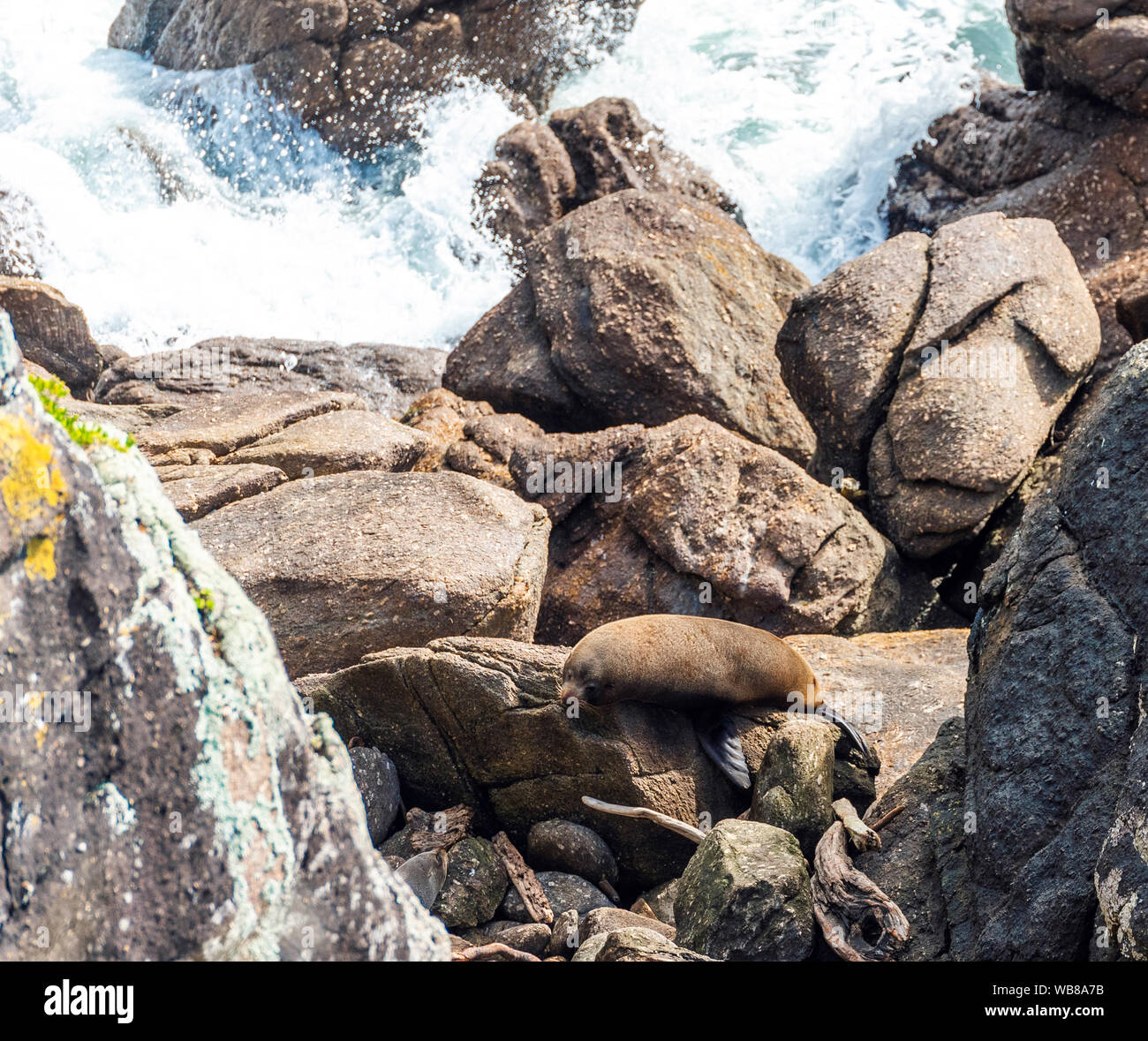 Seal rock new zealand hi-res stock photography and images - Alamy