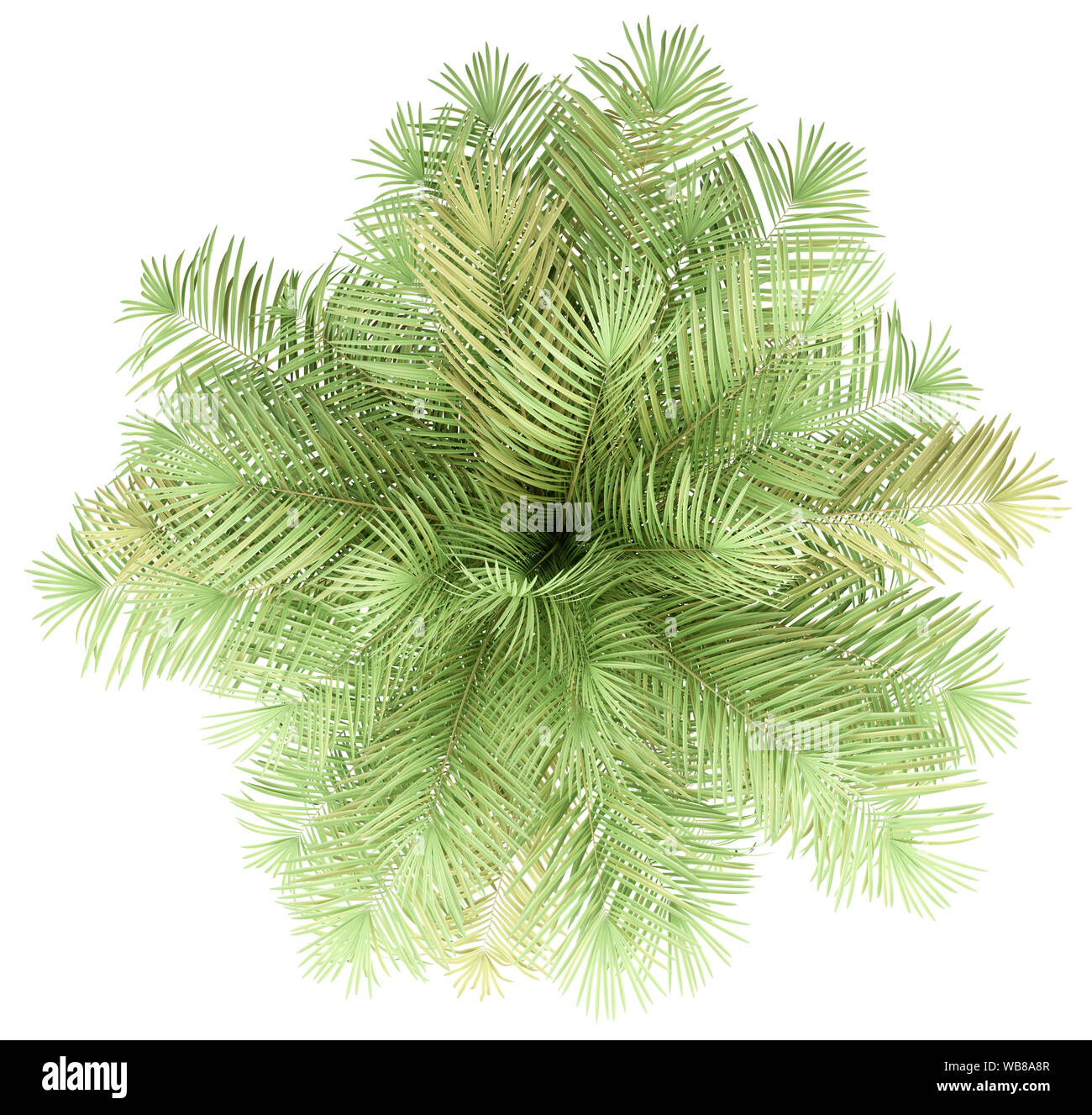 Bottle palm tree leaf hi-res stock photography and images - Alamy