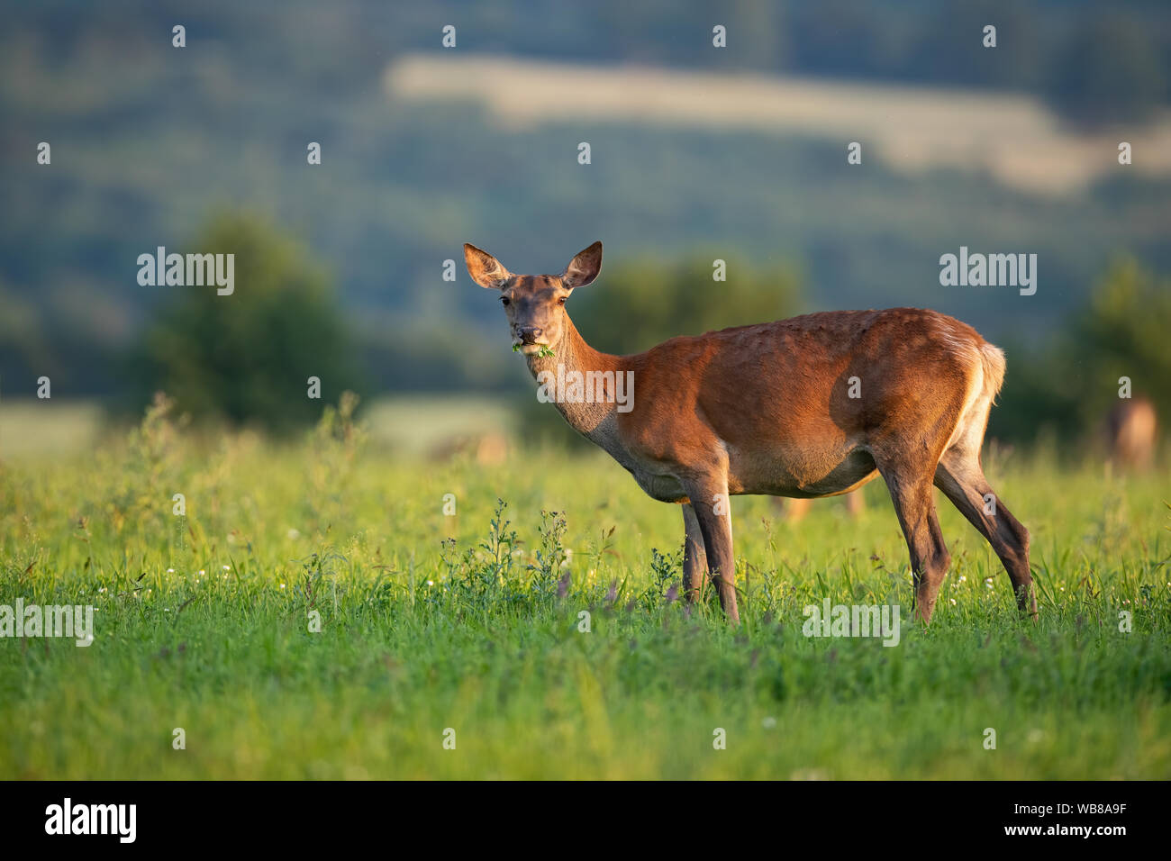 Summer peaceful hi-res stock photography and images - Alamy
