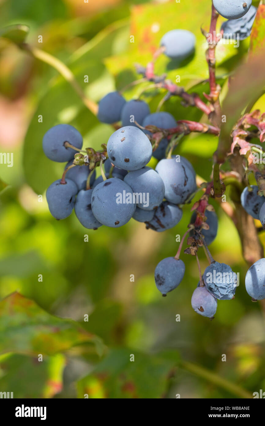 Mahonie, Gewöhnliche Mahonie, Stechdornblättrige Mahonie, Frucht ...