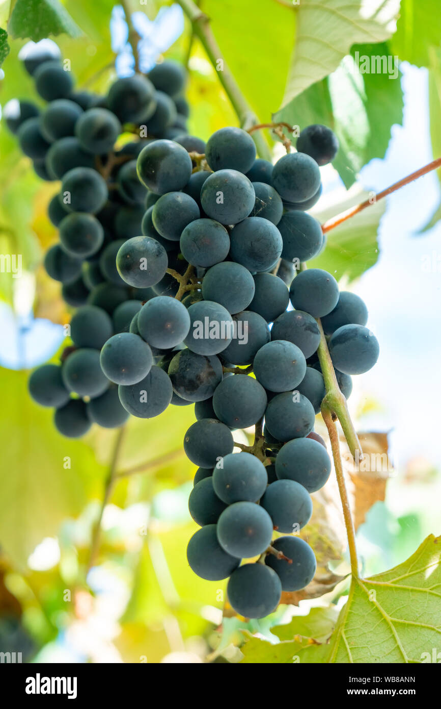 Large bunch of grapes Isabella hang from a vine, Close Up of red wine ...