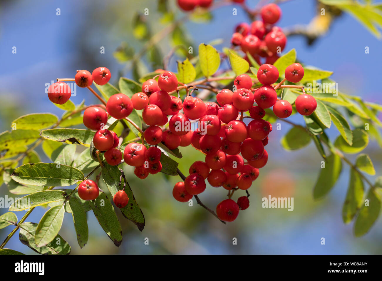 Vogelbeeren hi-res stock photography and images - Alamy