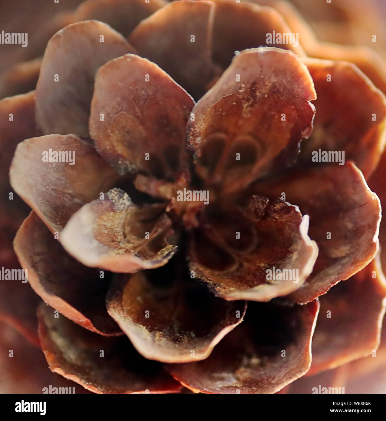 Pinecone scale hi-res stock photography and images - Alamy