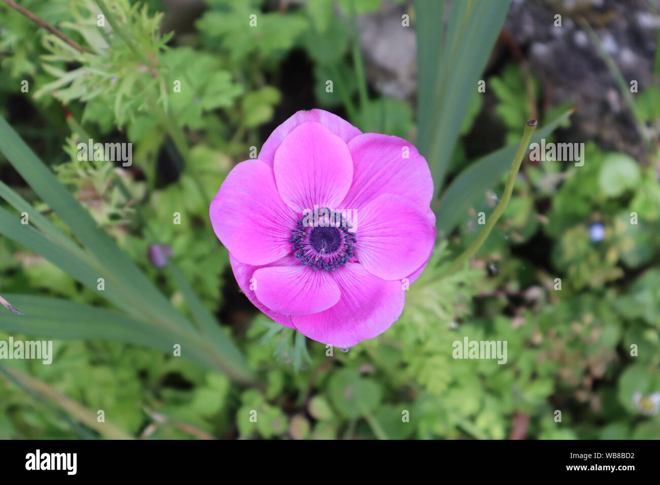 Pink anemone flower hi-res stock photography and images - Alamy