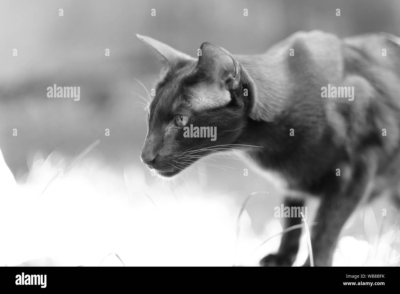 Adult pet cat Siamese breed on a walk Stock Photo - Alamy