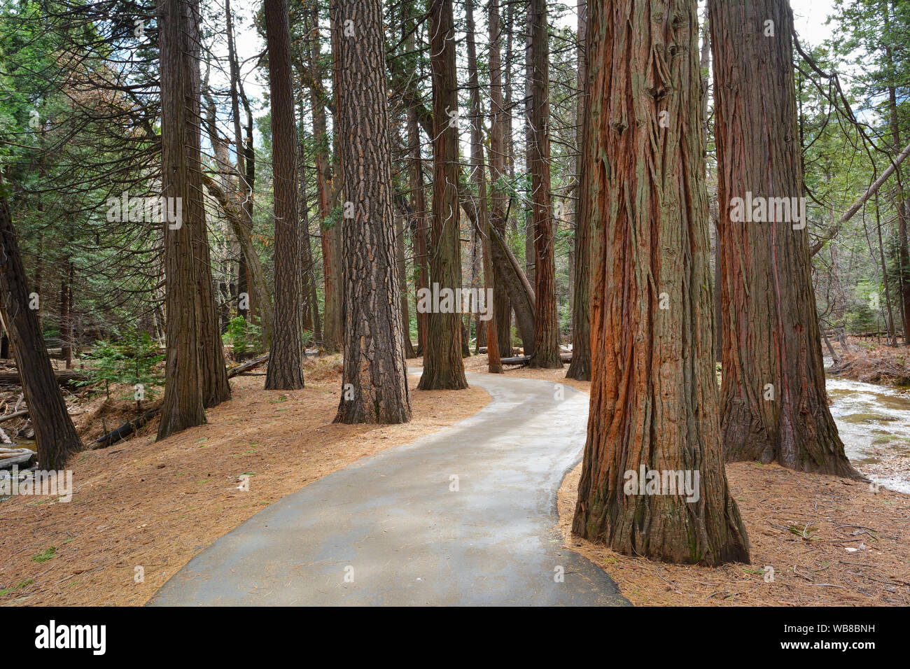 Path between redwoods in Yosemite National Park, California, USA Stock ...