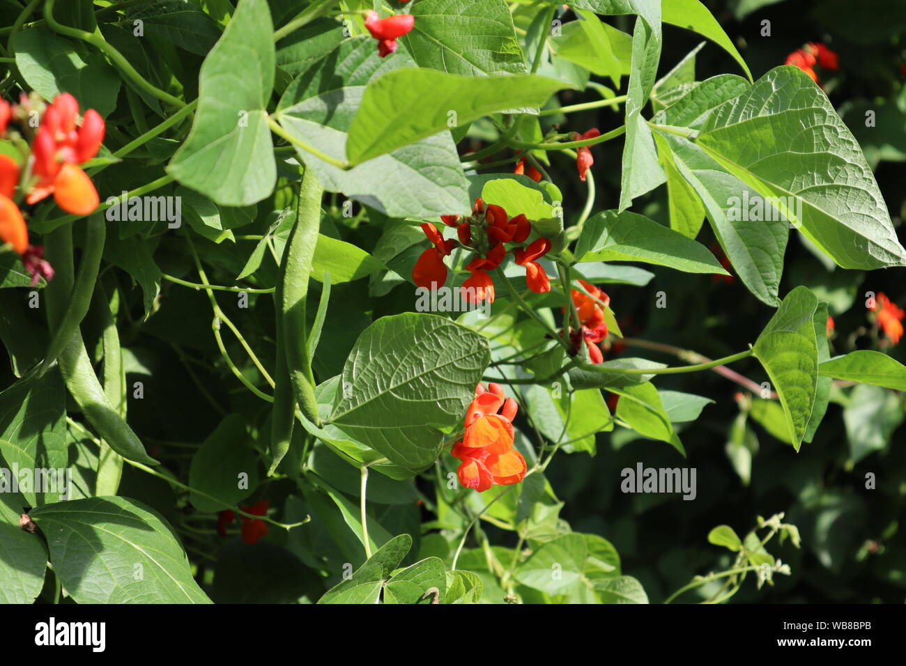 Scarlet runner beans growing hi-res stock photography and images - Alamy
