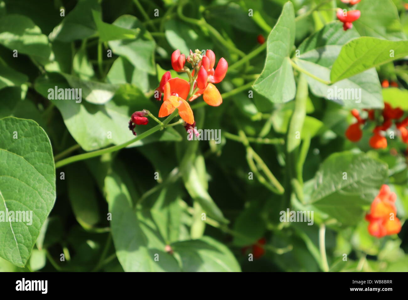 Red flowers blossoming on runner bean plant Stock Photo - Alamy