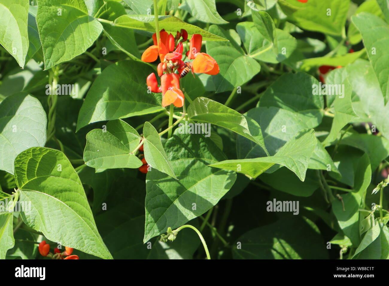Red blossom on runner bean plants Stock Photo - Alamy