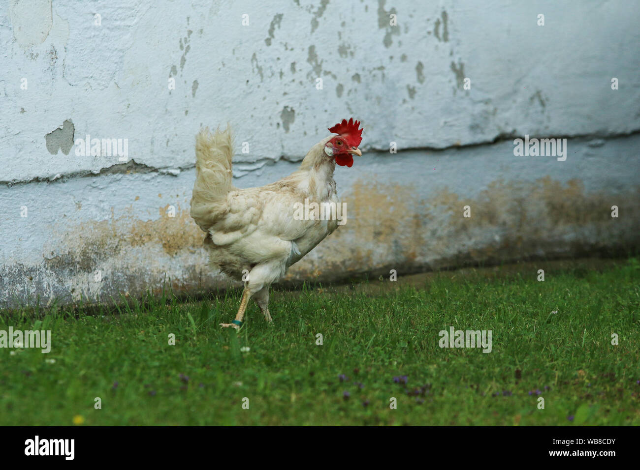 Chicken run country hi-res stock photography and images - Alamy