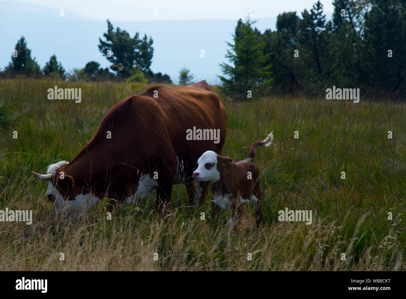 Black Forest Cow High Resolution Stock Photography and Images - Alamy