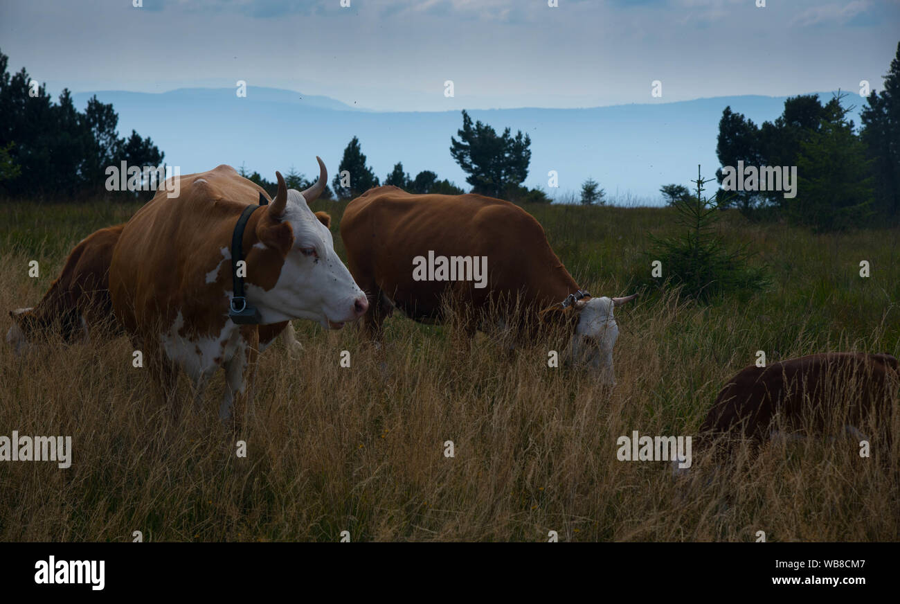 cows in the heights of the black forest in germany Stock Photo - Alamy