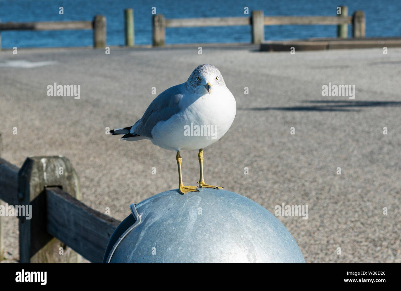 A seagull is staring at the camera while standing on a garbage can at ...
