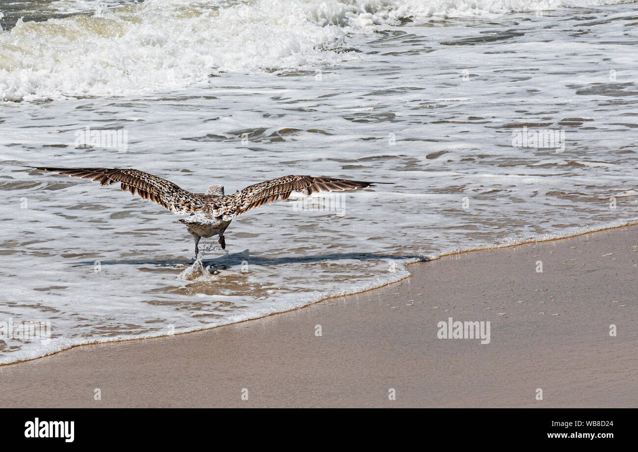 Rear of seagull hi-res stock photography and images - Alamy