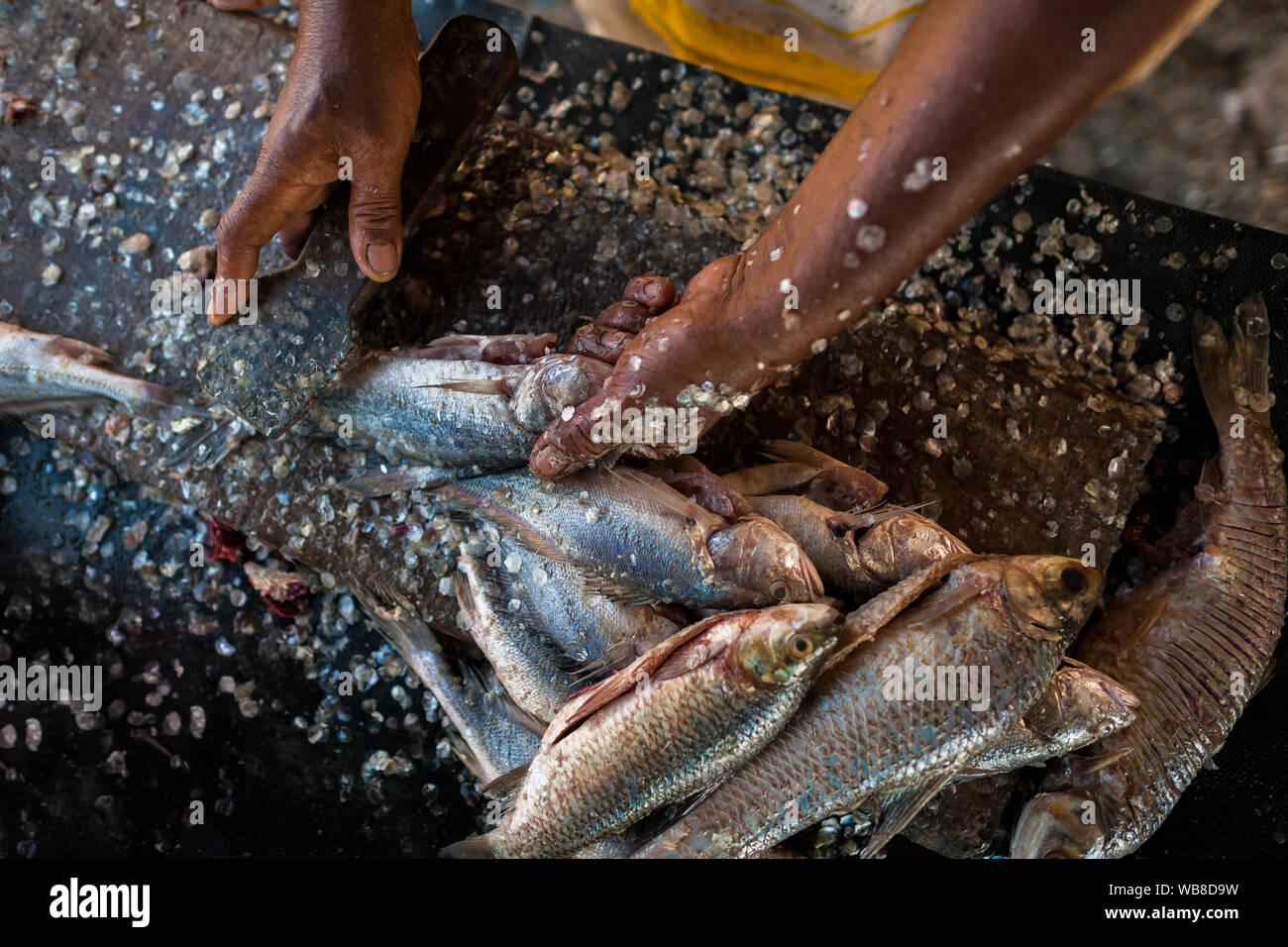 An Afro-Colombian fish vendor removes fish scale in the market of ...