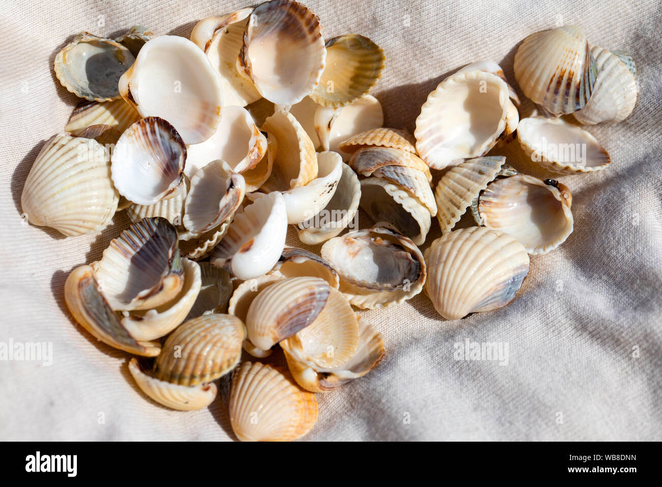 Baltic sea shells hi-res stock photography and images - Alamy