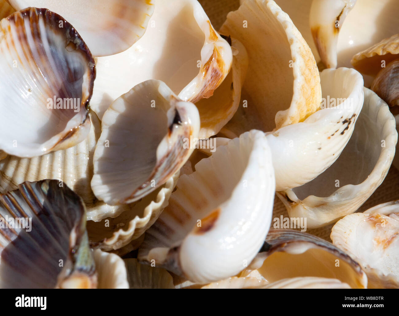 Baltic sea shells hi-res stock photography and images - Alamy