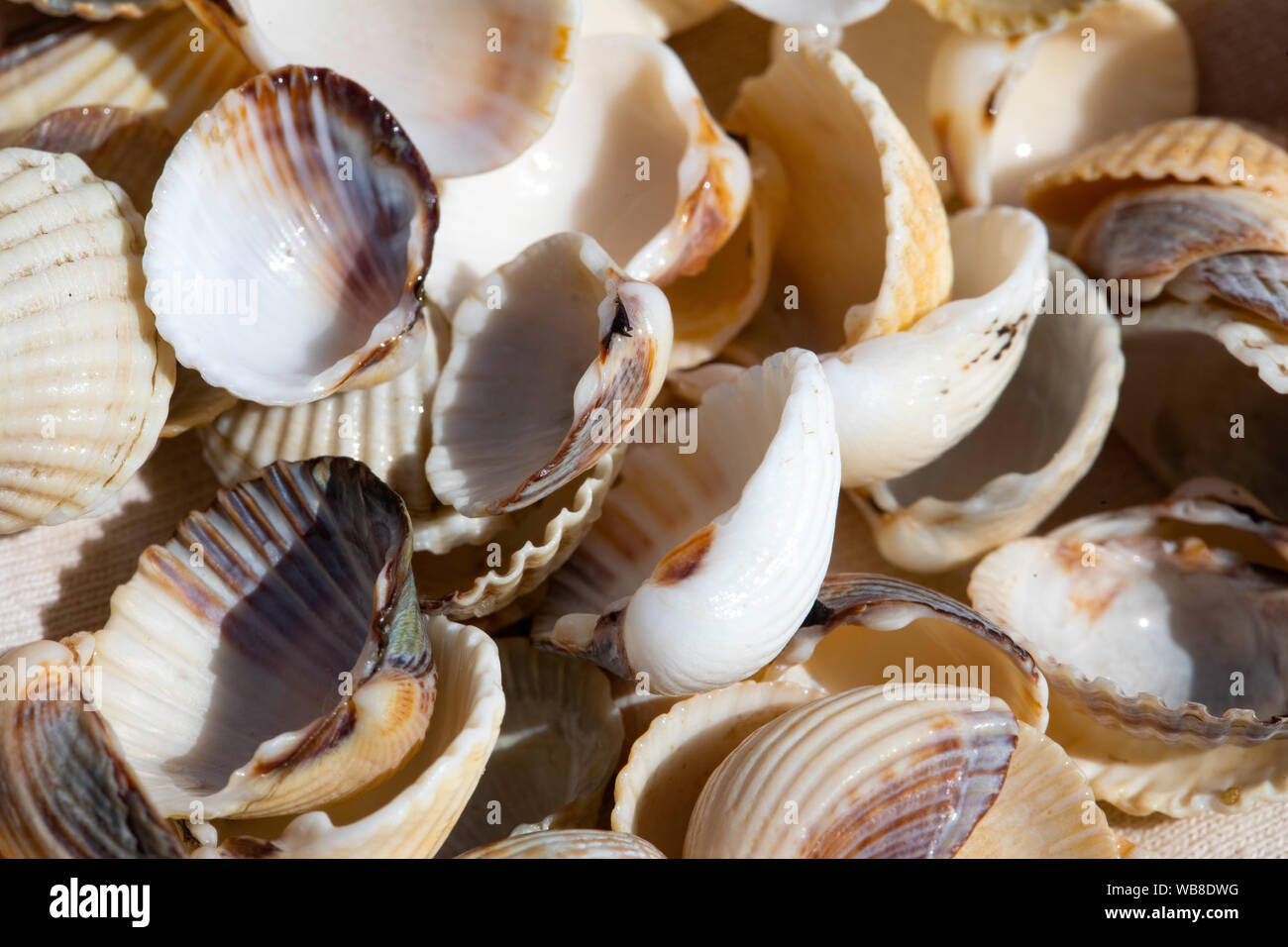 Baltic sea shells hi-res stock photography and images - Alamy