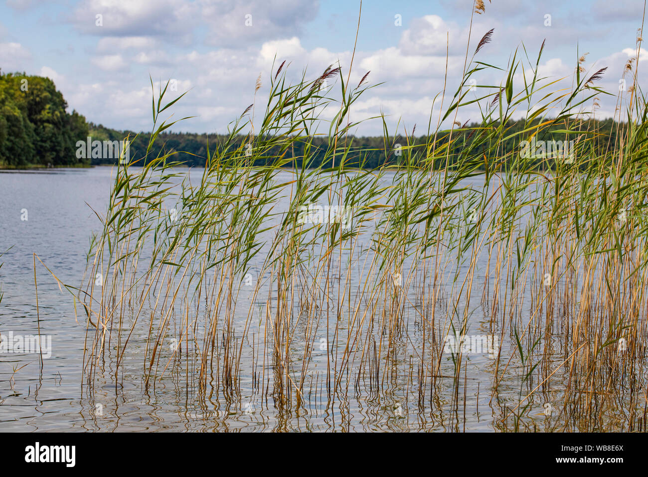 Reeds, in lake water reflected parallel lines and curves, nature ...