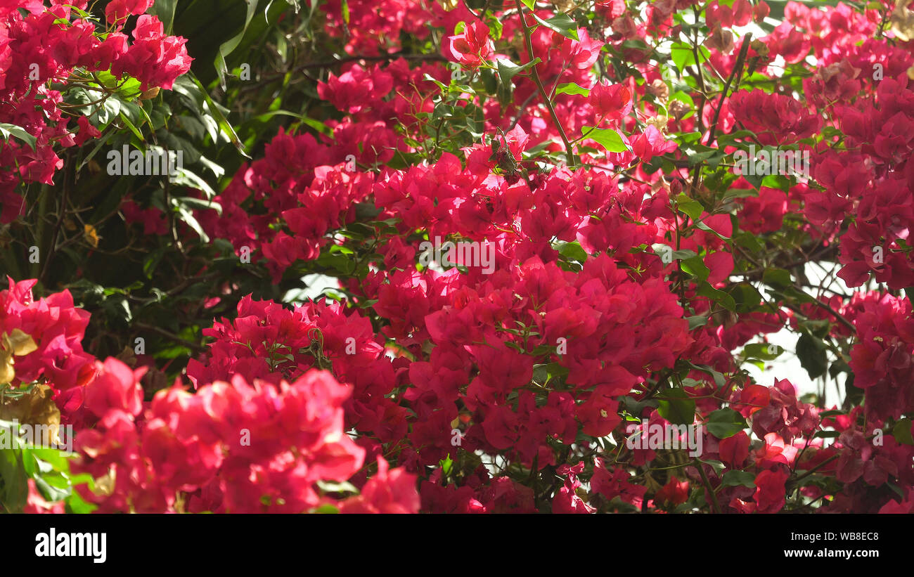 Bougainvillea flowers and bougainvillea plant tree in summer season ...