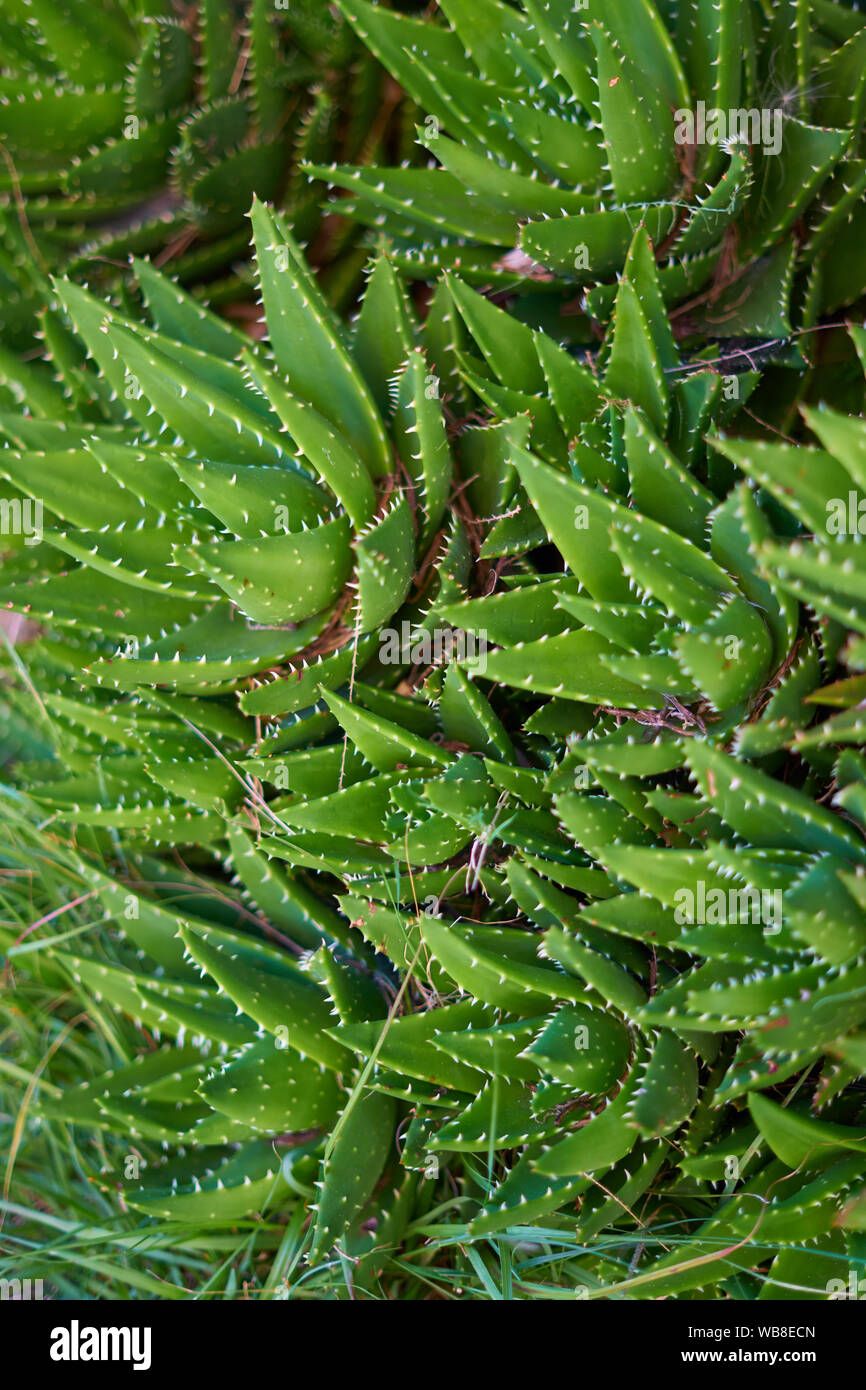 Wild aloe vera hi-res stock photography and images - Alamy