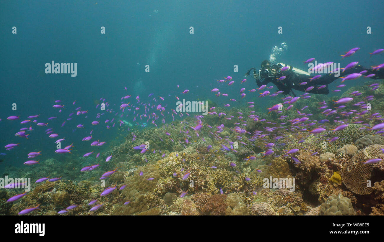 Scuba divers and coral reef with fish on a blue sea. Tropical colorful ...