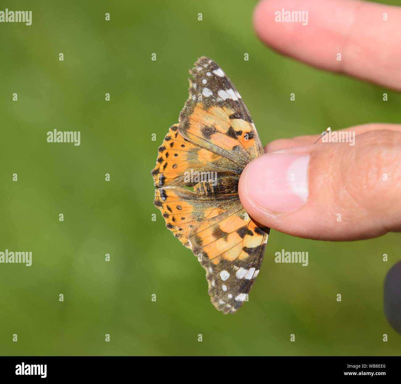Butterfly Vanessa cardui in the hands of man. butterfly caught Vanessa cardui Stock Photo - Alamy