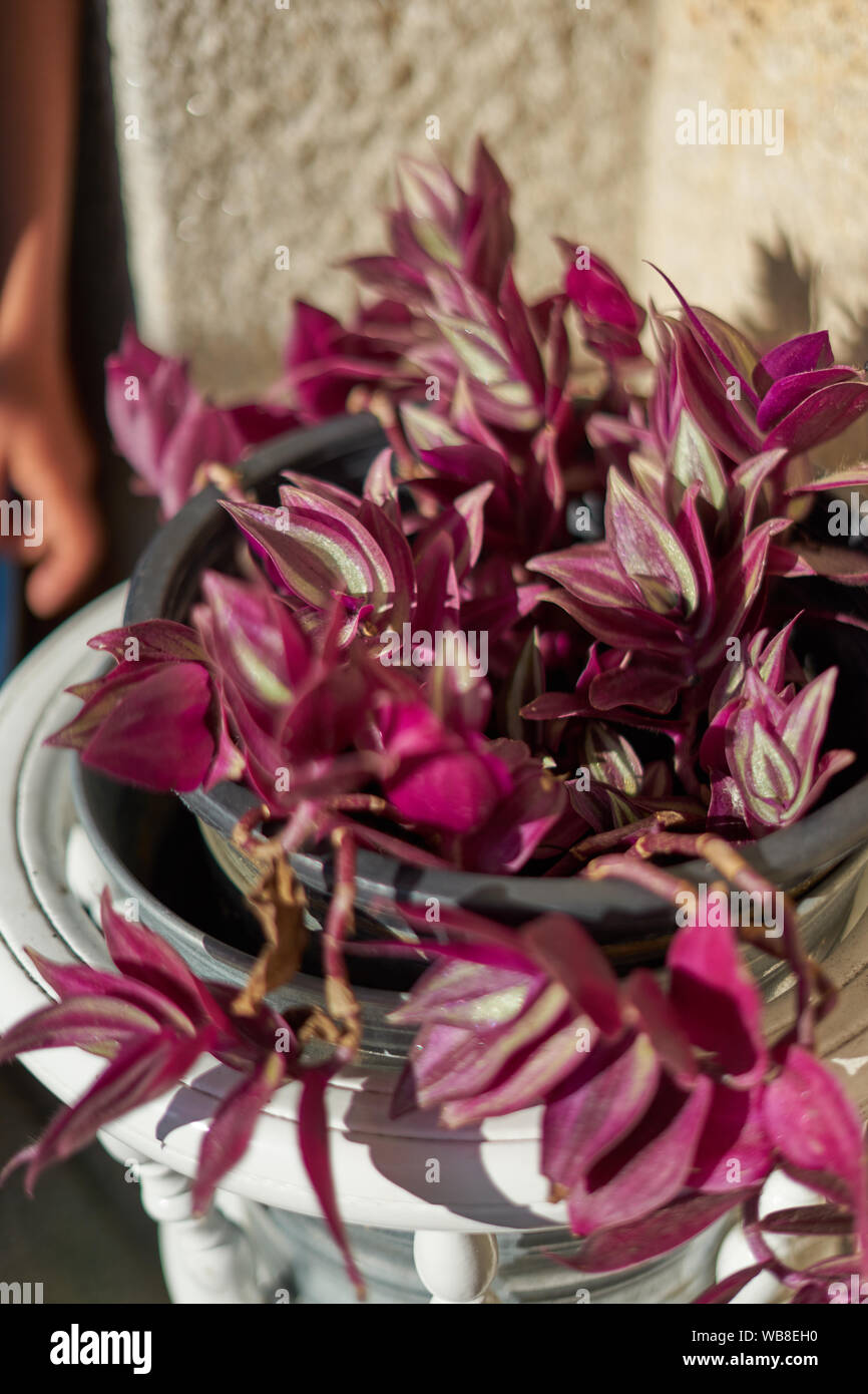 Matali (Tradescantia zebrina) growing on a flower pot Stock Photo - Alamy