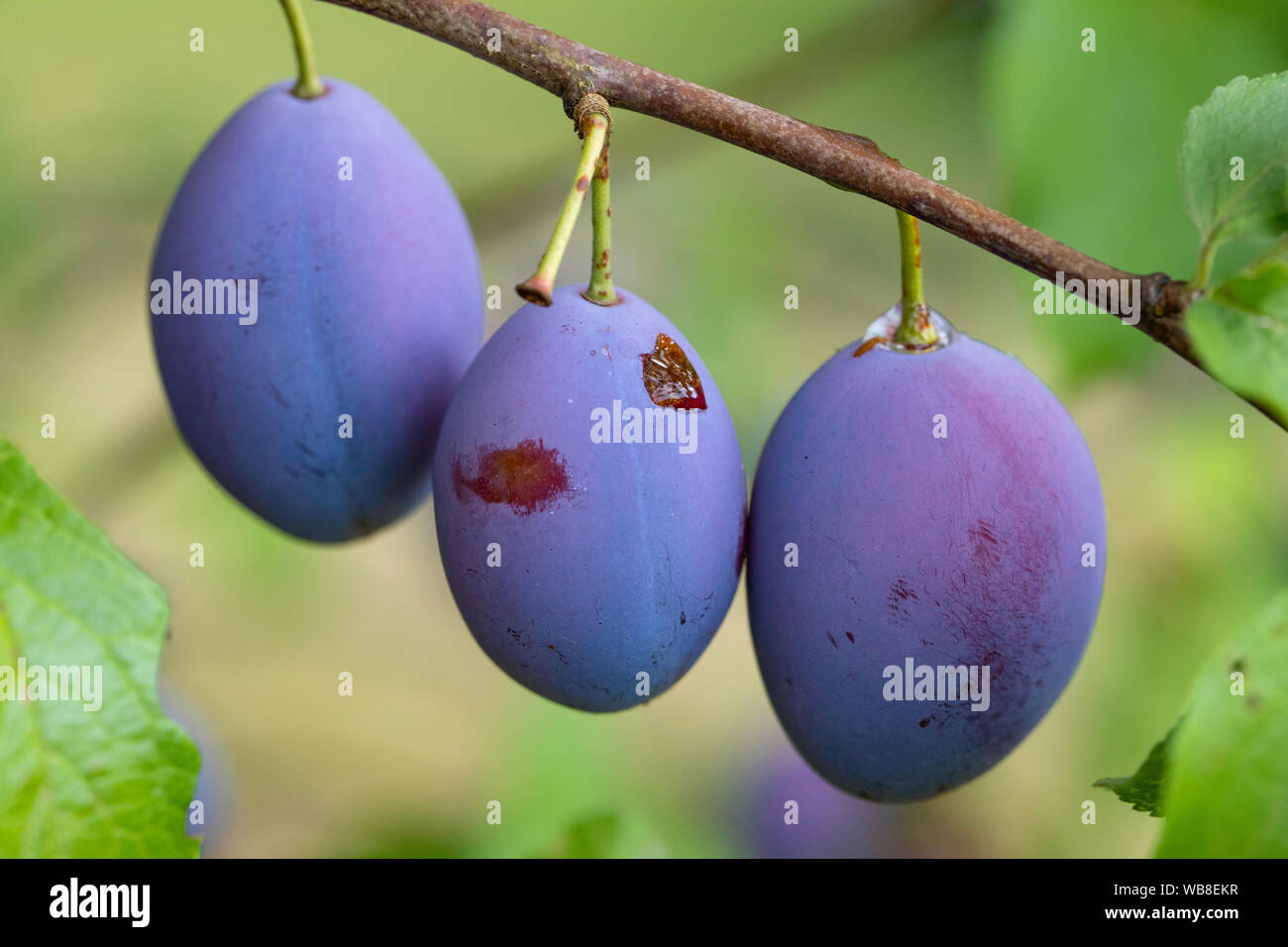 Prunes, green leaves, summer in the garden Stock Photo - Alamy