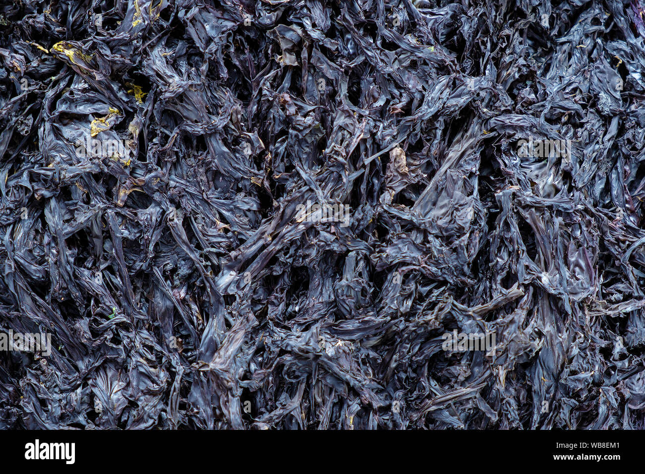 Chinese dried laver texture background Stock Photo - Alamy