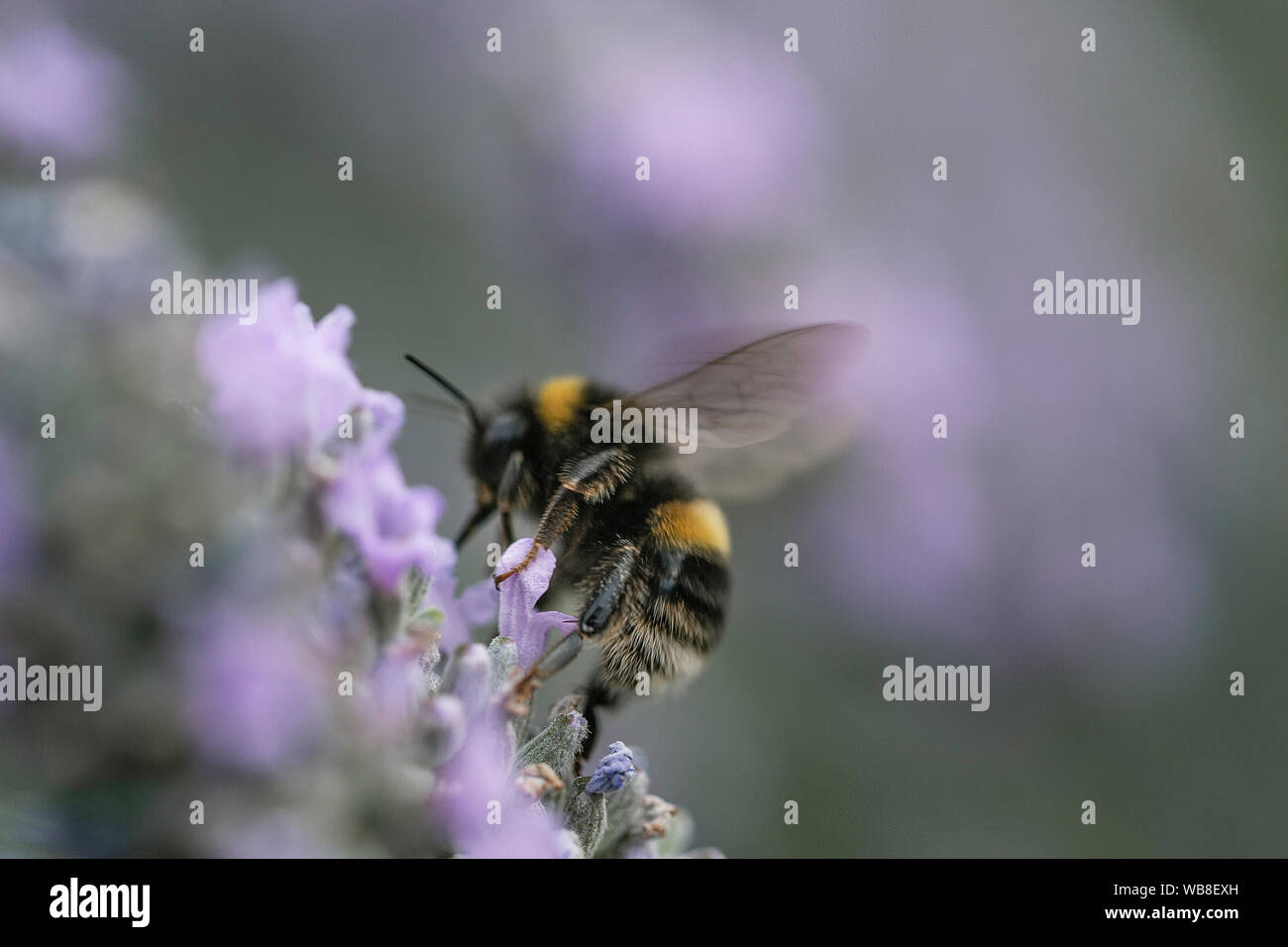 Closeup bumblebee macro photography shot Stock Photo - Alamy Closeup bumblebee macro photography shot Stock Photo - Alamy