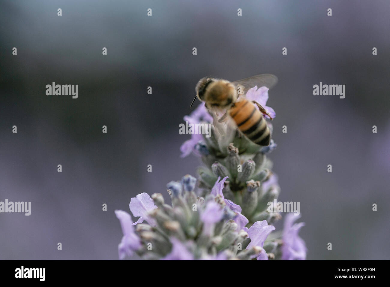 Closeup bumblebee macro photography shot Stock Photo - Alamy