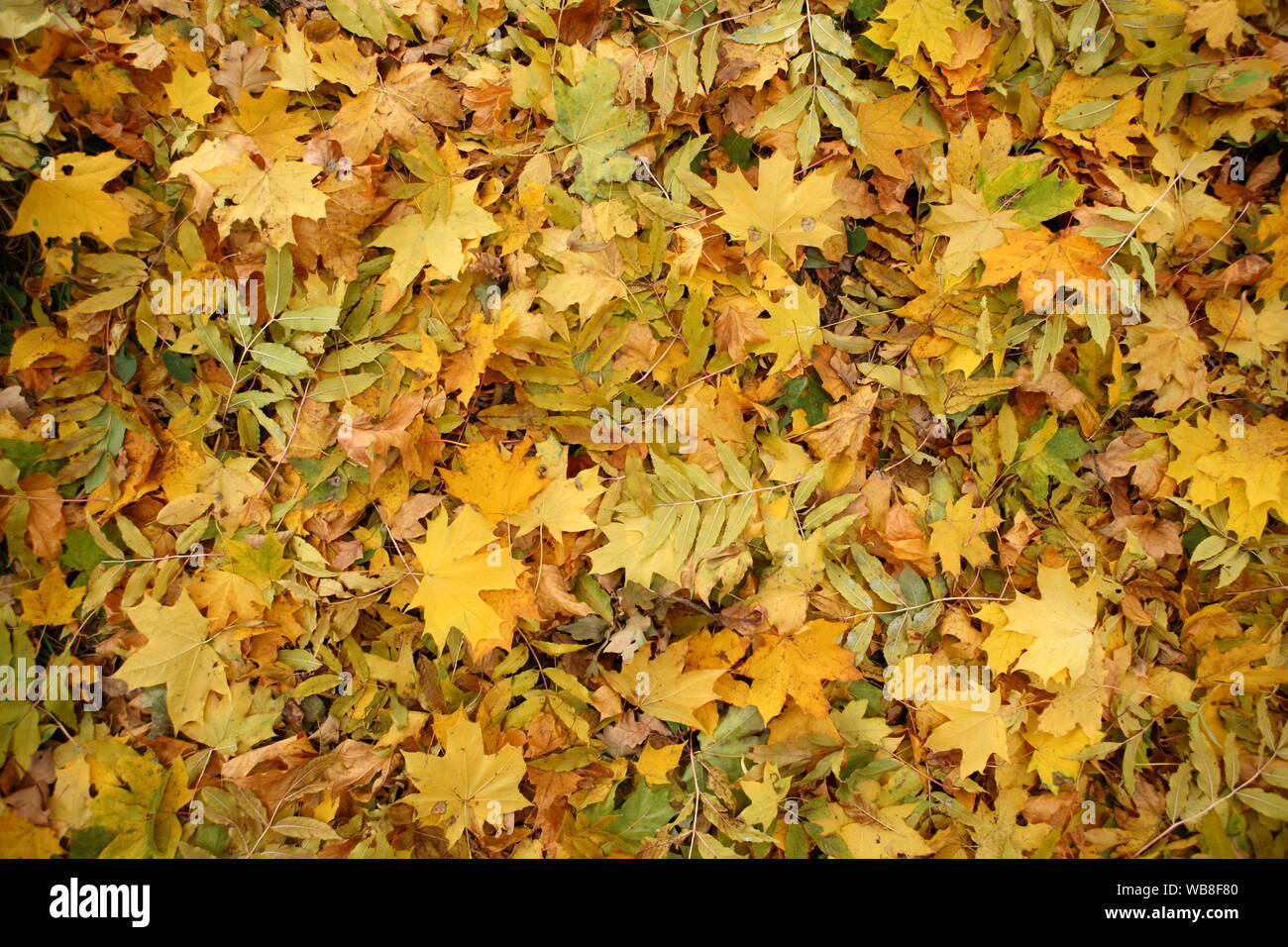 Texture of autumn leaves of different trees in the park Stock Photo - Alamy