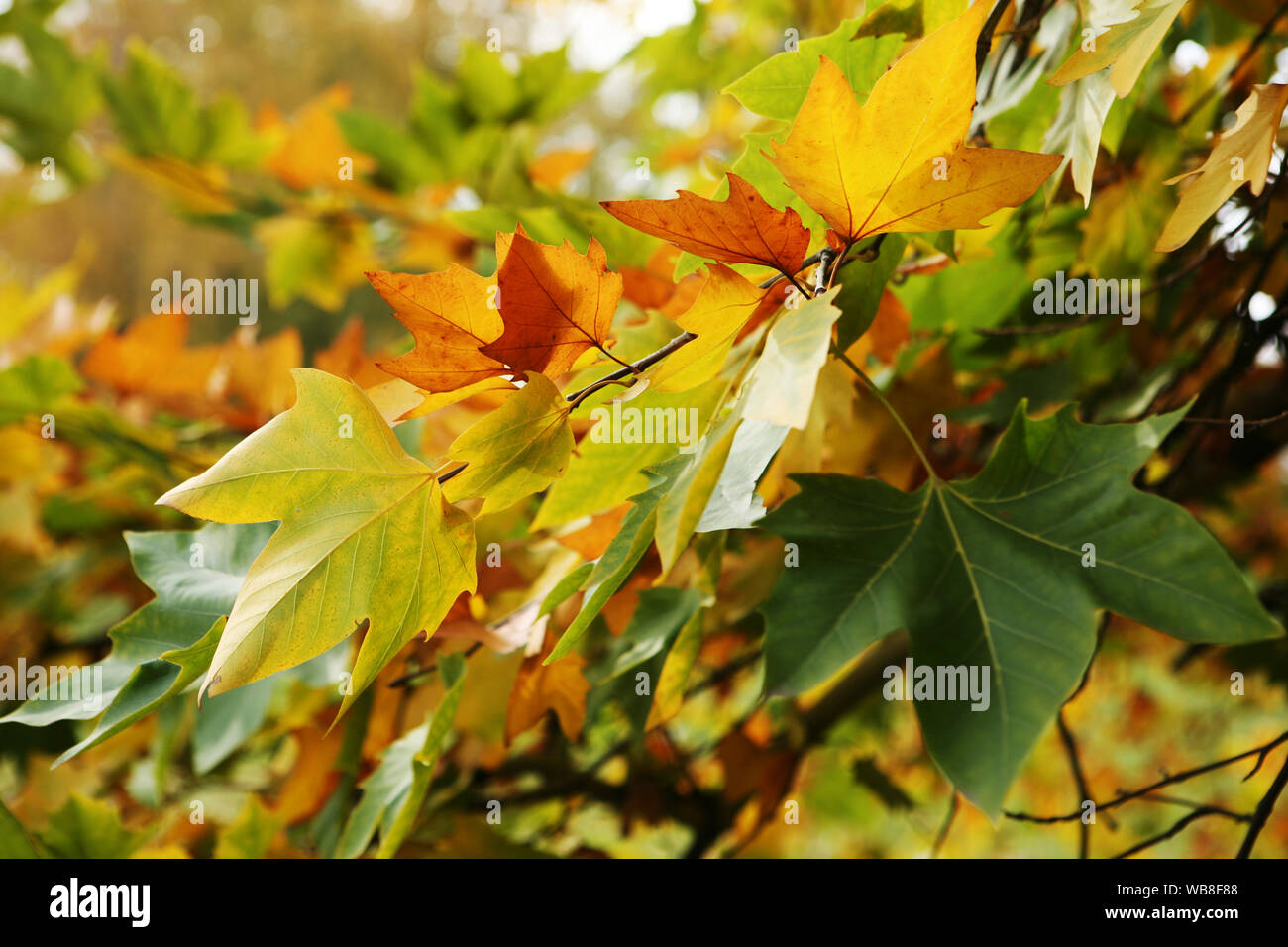 The leaves of sycamore in the golden autumn Stock Photo - Alamy