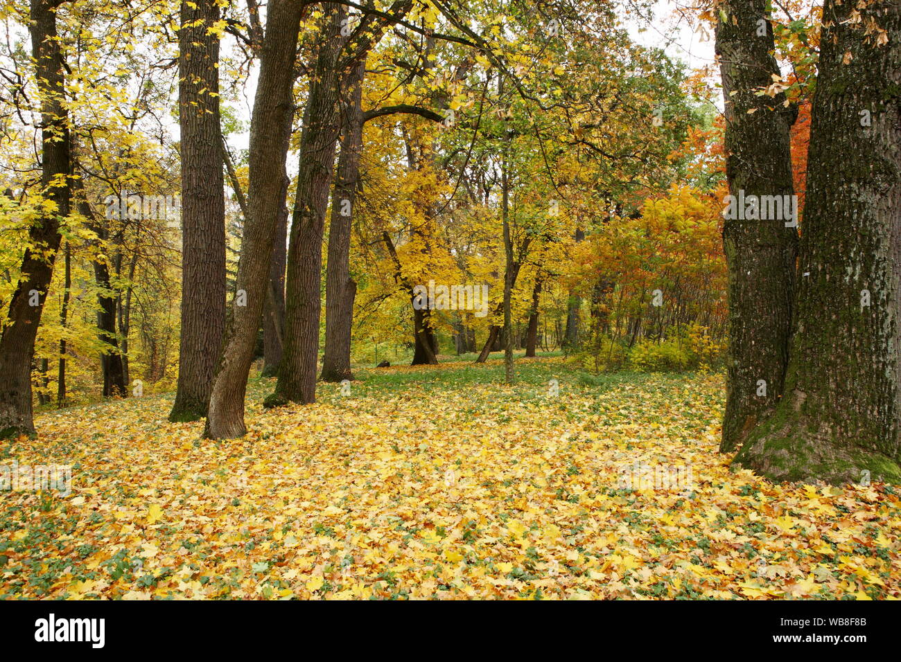 Golden autumn in "Alexandria" Park. Ukraine Stock Photo - Alamy