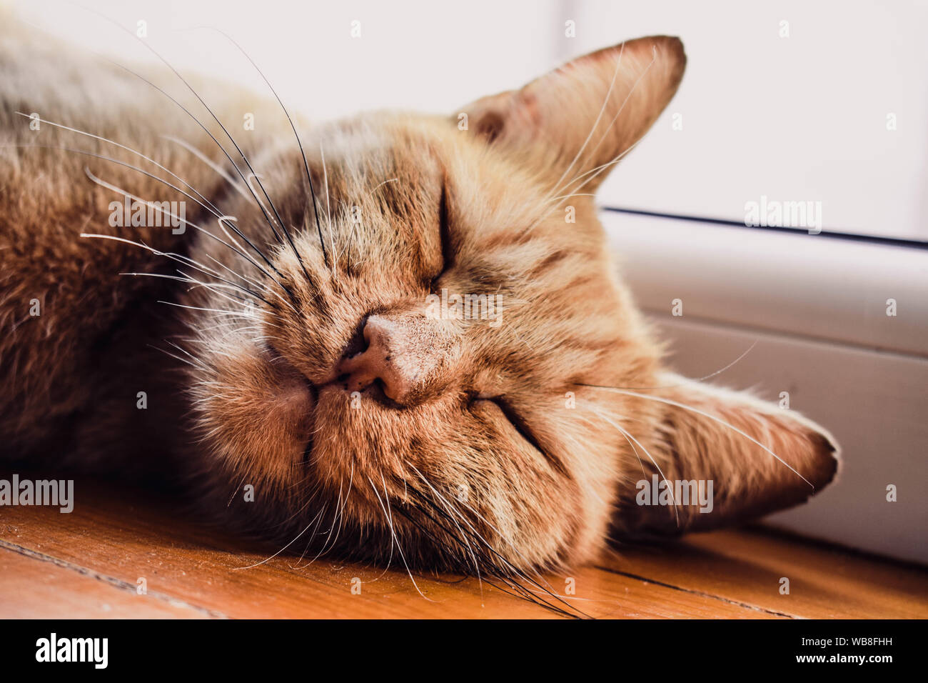 Redhead kitten sleeping on windowsill. Lovely cat relaxing, pink nose ...