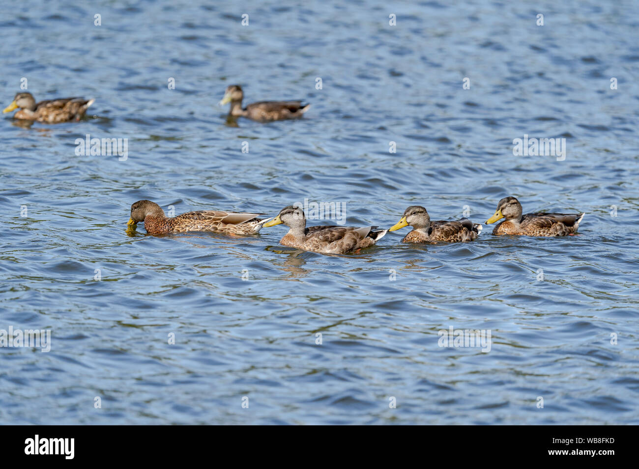 Water mallards anas platyrhynchos hi-res stock photography and images ...