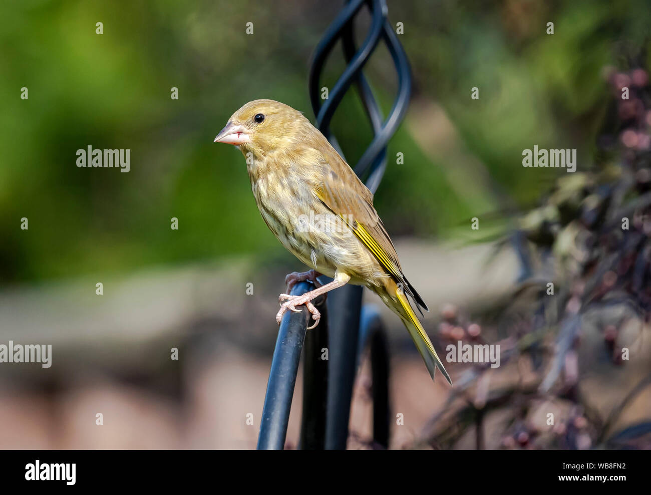 Gold finch hi-res stock photography and images - Alamy