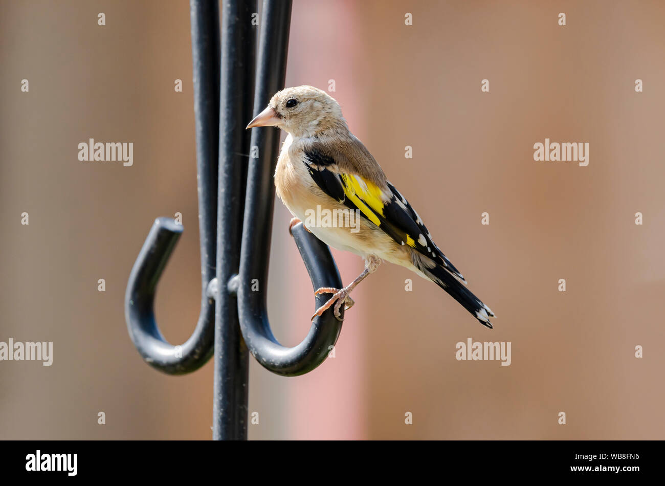 Gold finch hi-res stock photography and images - Alamy