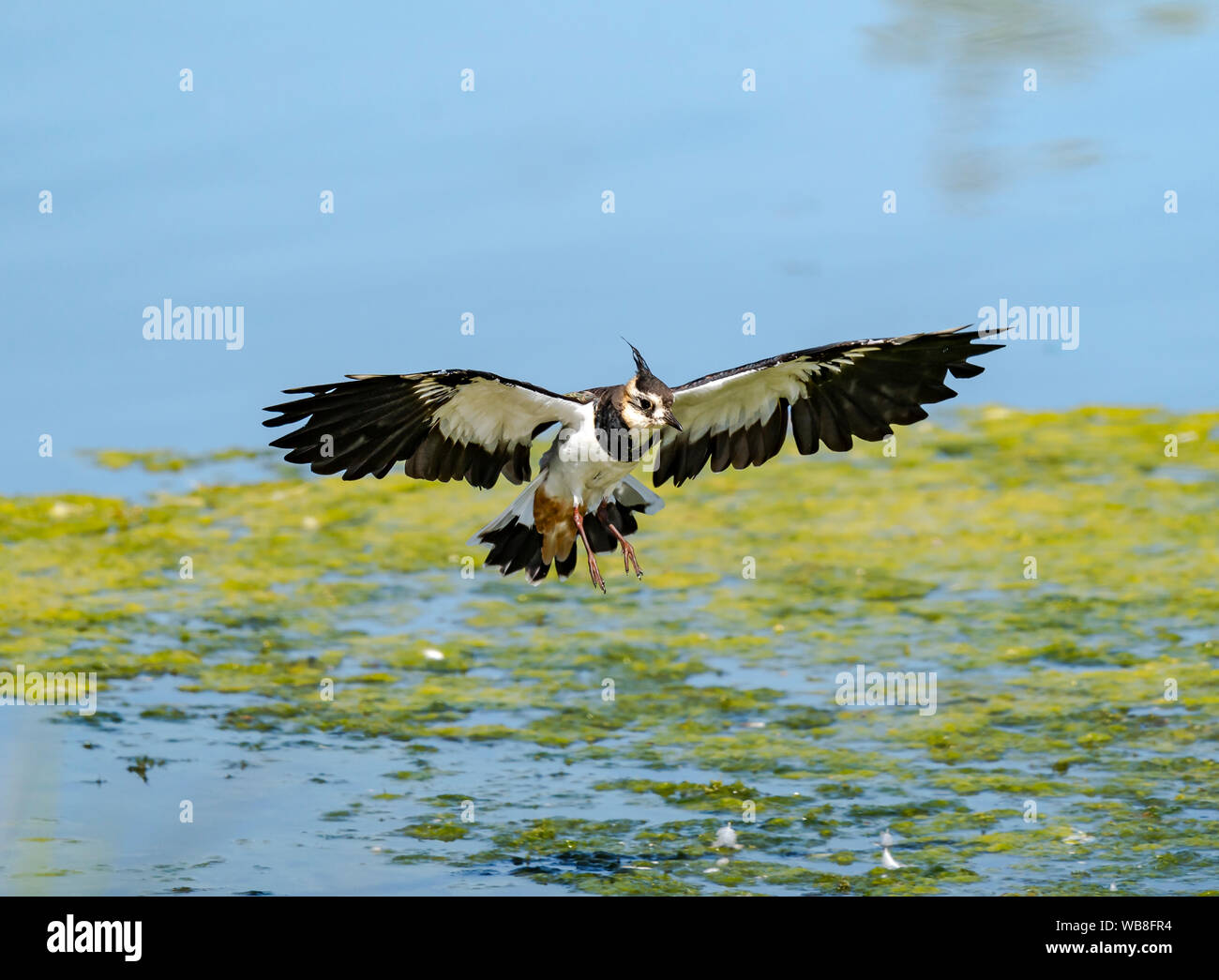 A Lapwing in flight Stock Photo - Alamy