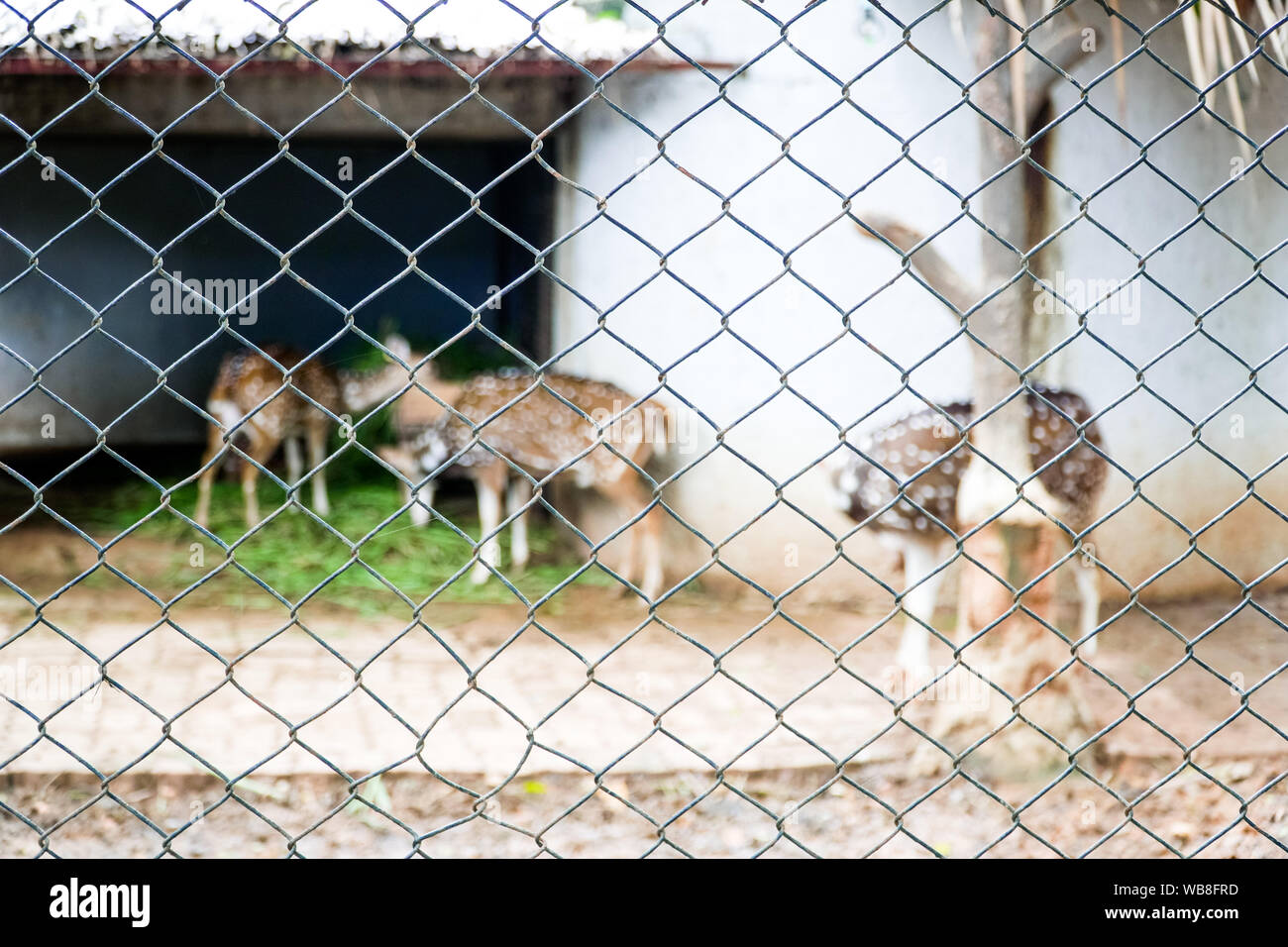 Zoo animals cage hi-res stock photography and images - Alamy