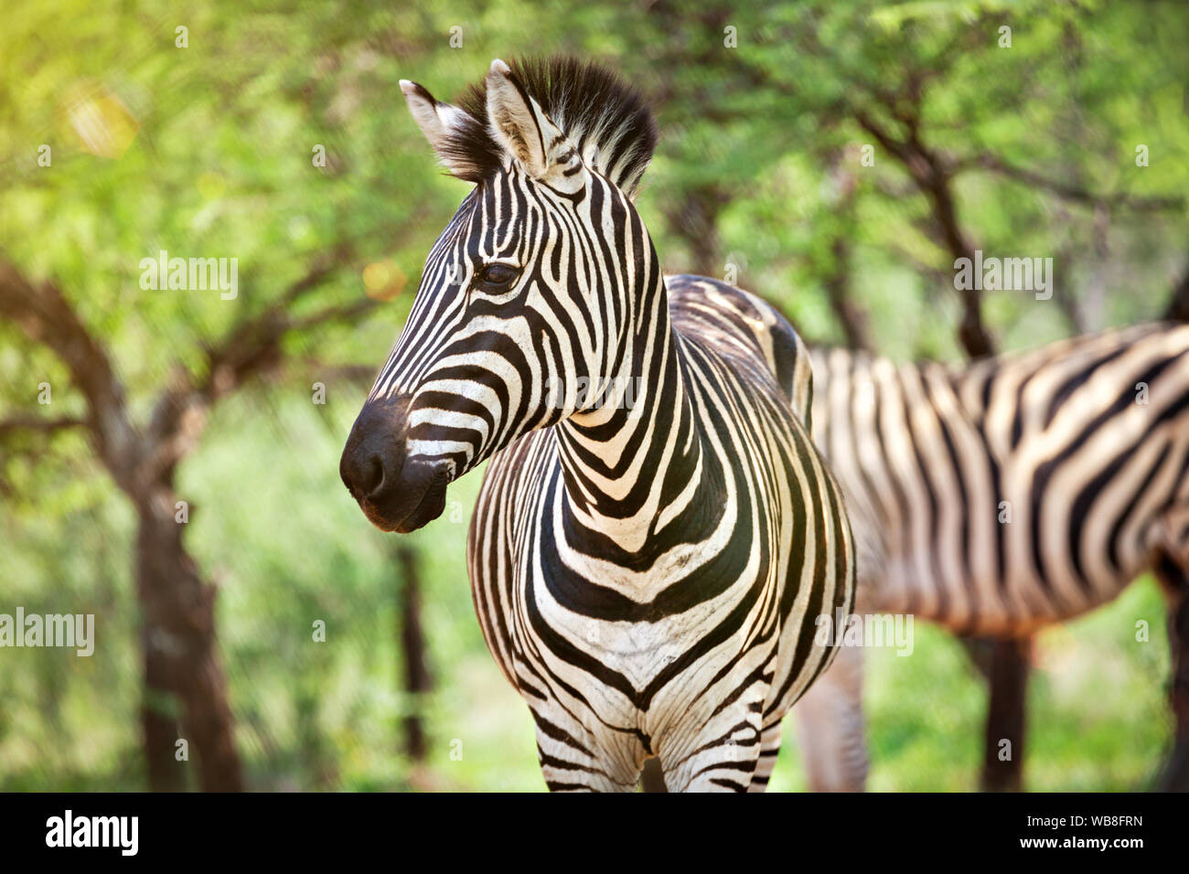two zebras together in the bush, trees in the background acacia Stock ...