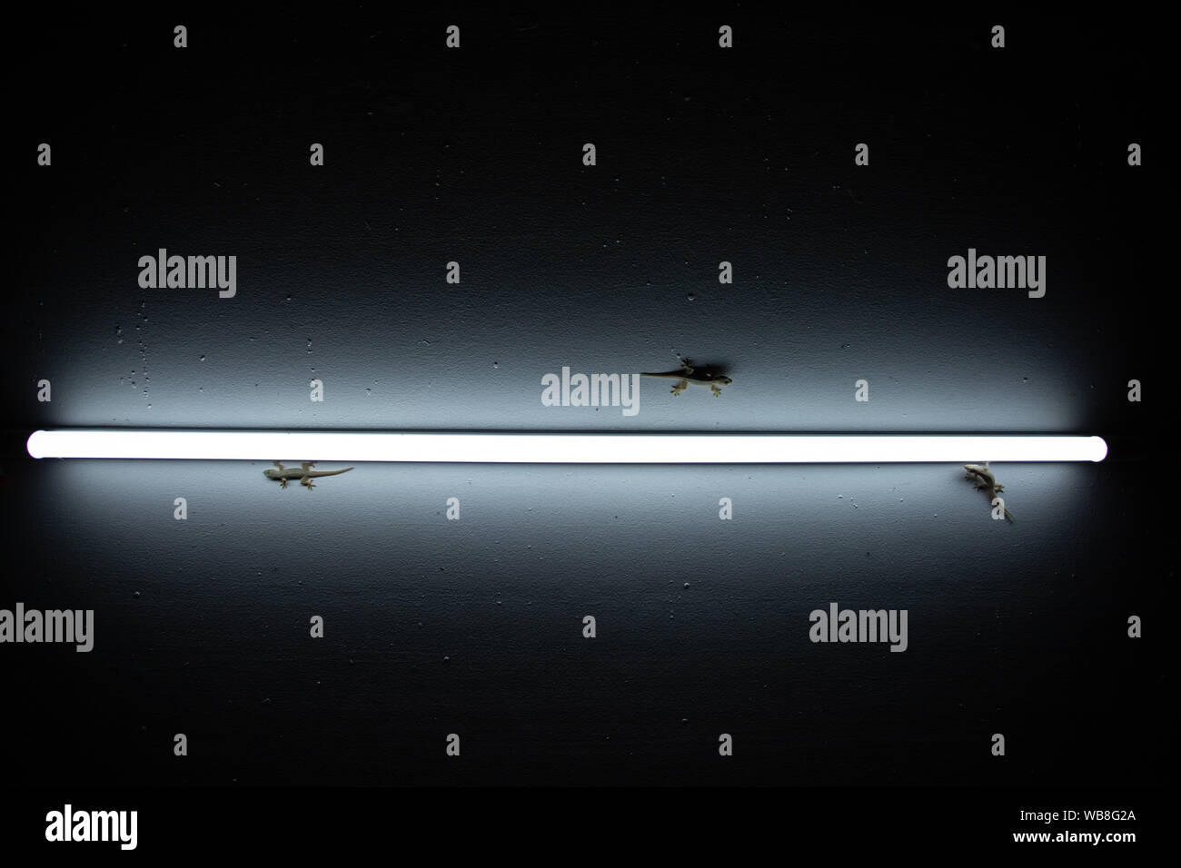 Abstract, creative background of geckos on the wall near a light source ...
