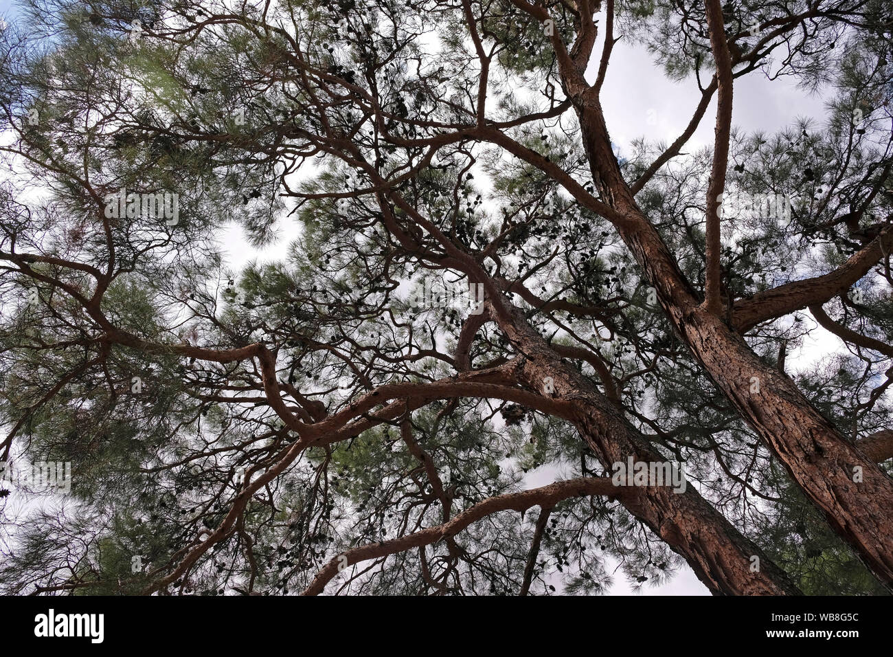 trees can always give interesting images when you look at different ...